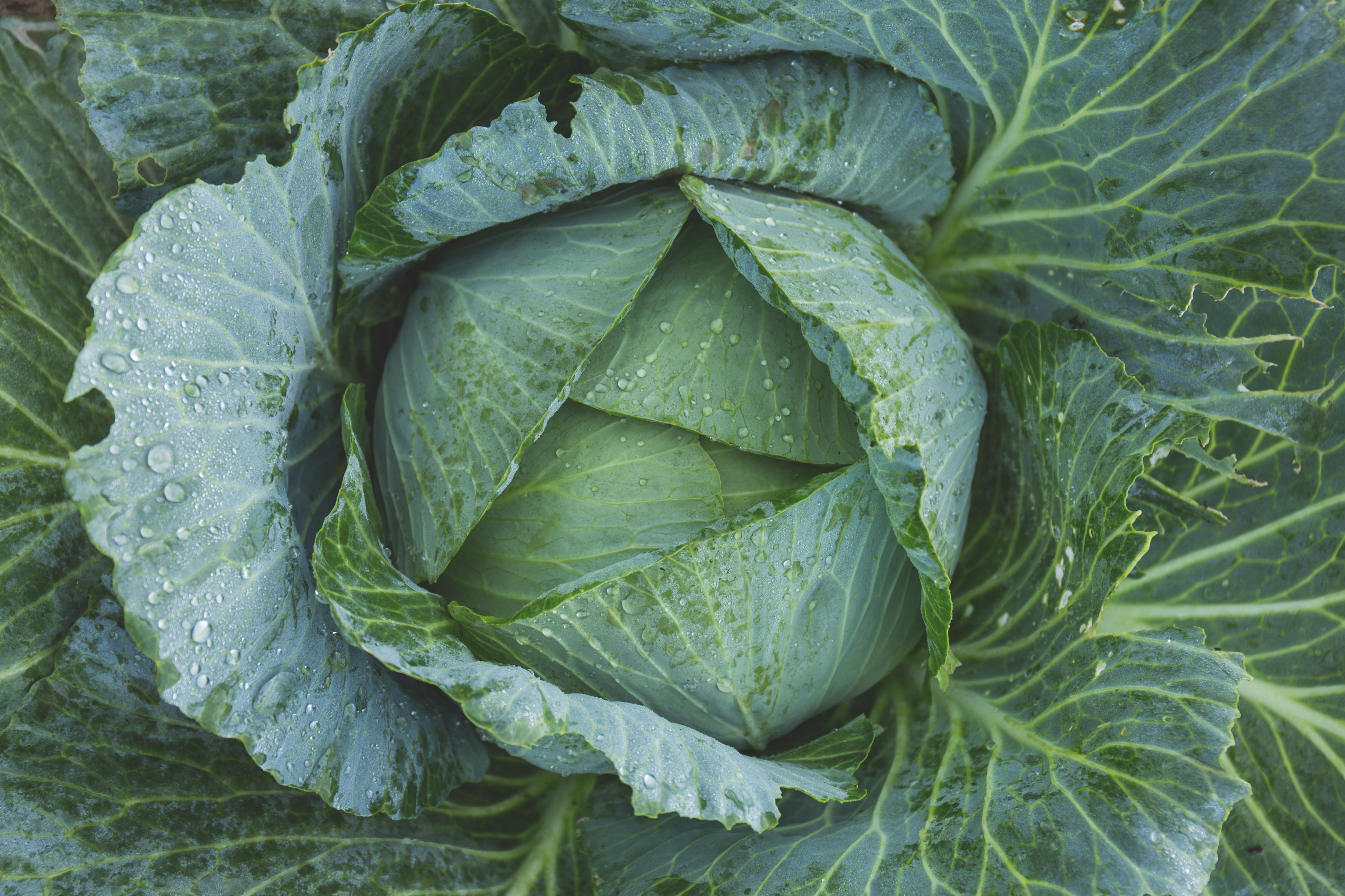 Chou vert | Légumes & Primeurs Bretons, 29
